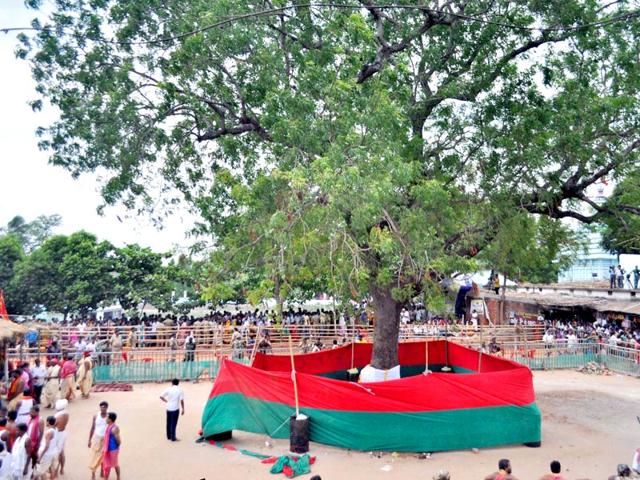Chariots roll again: Thousands celebrate Nabakalebara Rath Yatra ...