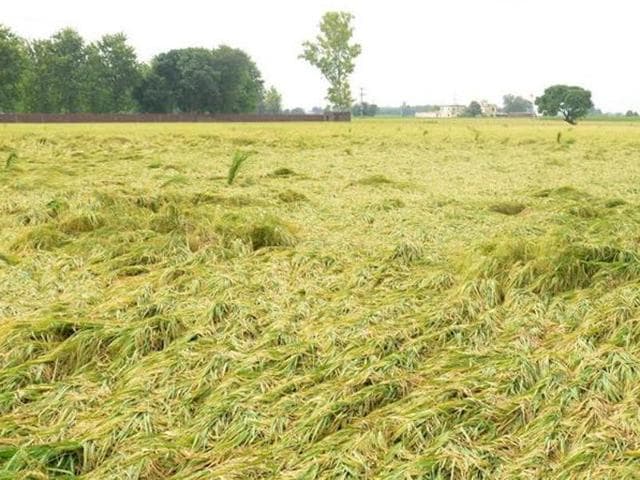 Heavy rains cause damage to paddy, basmati; harvesting delayed | Latest ...