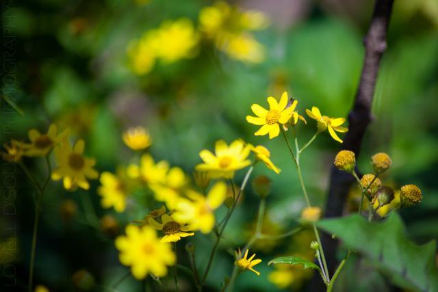 Visit this valley of flowers just hours away from Mumbai | Travel