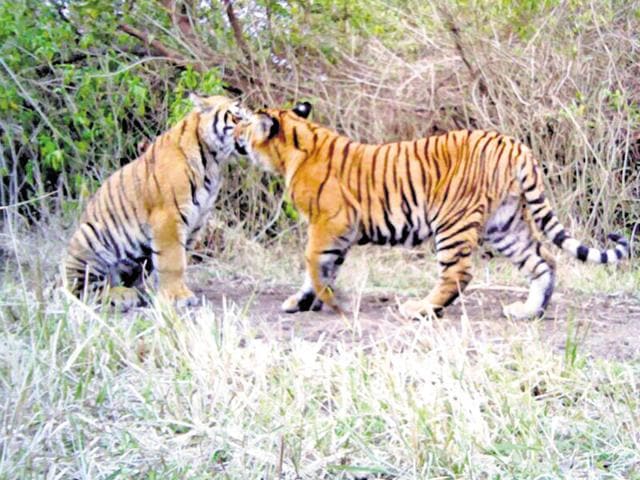 Dehradun: Tigers in west Rajaji can help create bigger habitat ...