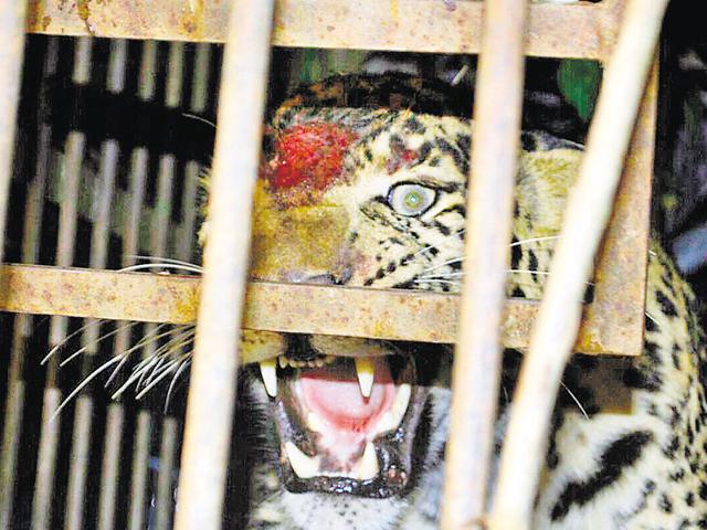 Leopard suspected of killing woman trapped in Pauri | Hindustan Times