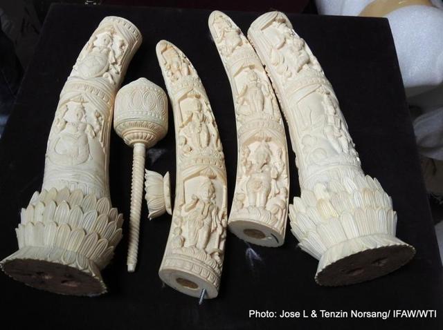 Kerala cops seize ivory of ‘40 tuskers’ from Delhi smuggler | Latest ...