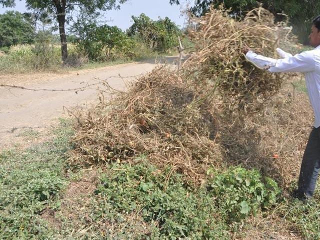 Price drop forces vegetable farmers in Dhar to destroy crop | Hindustan ...