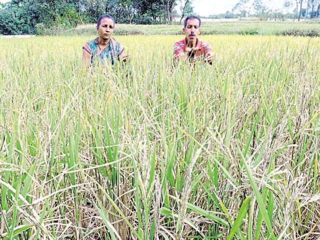 Jharkhand: Parched farmers get Rs 1398-crore relief package | Hindustan ...