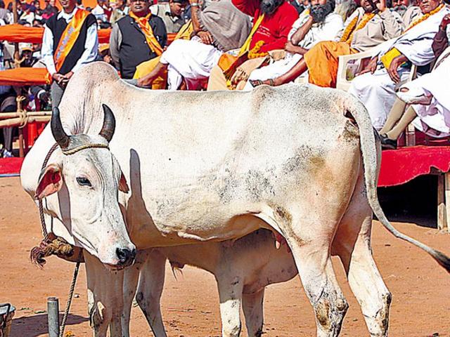 Delhi high court dismisses plea to ban cow slaughter, sale of beef ...