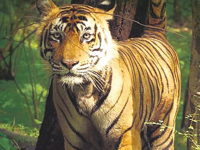 Ustad the tiger still critical in his captive home in Udaipur ...