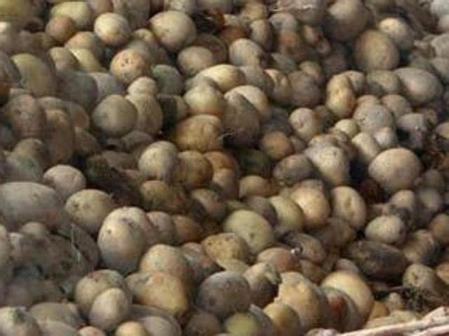 Late blight, rust attack on potato and pea crops in Punjab - Hindustan ...