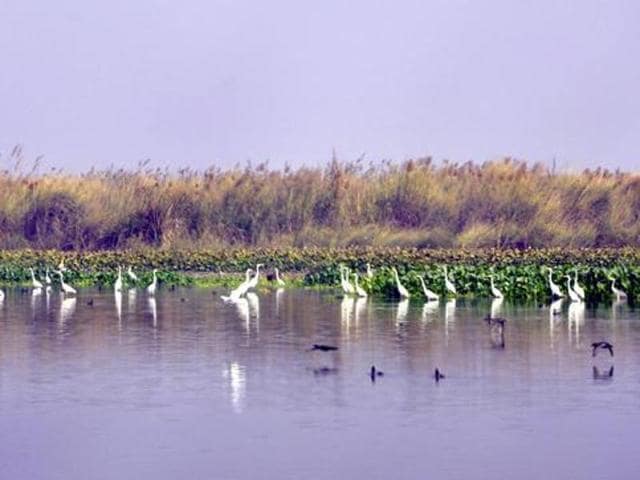 Punjab plans amphibious vehicles at Harike wetland | Hindustan Times