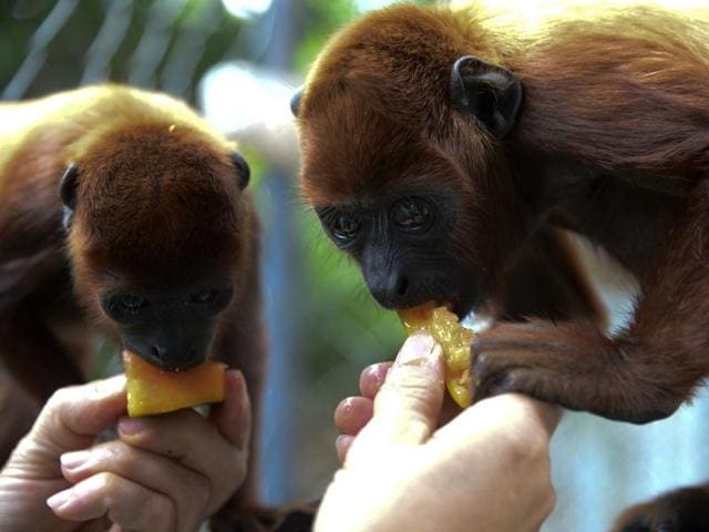 From zoo to the jungle: Colombia’s red howler monkeys go home ...
