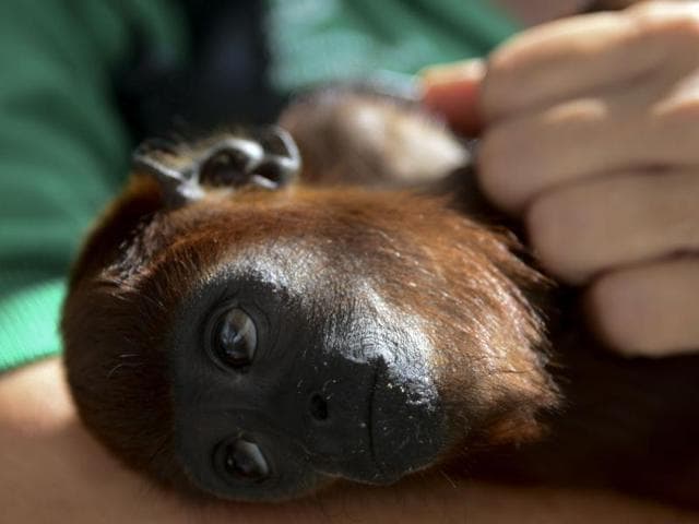 From zoo to the jungle: Colombia’s red howler monkeys go home ...
