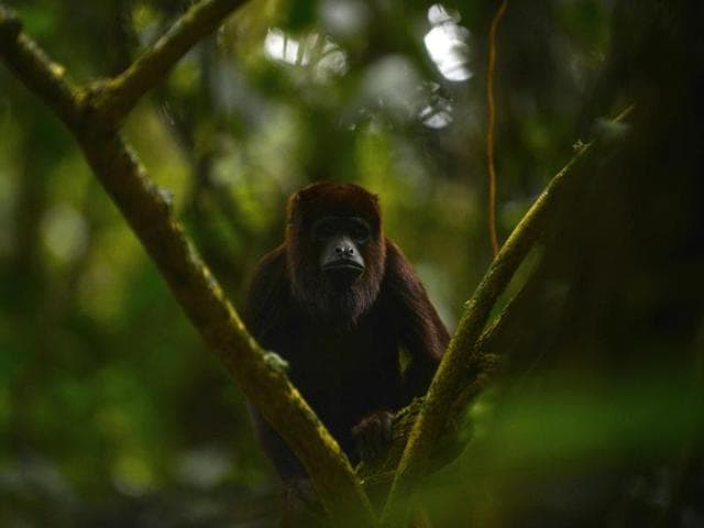 From zoo to the jungle: Colombia’s red howler monkeys go home ...