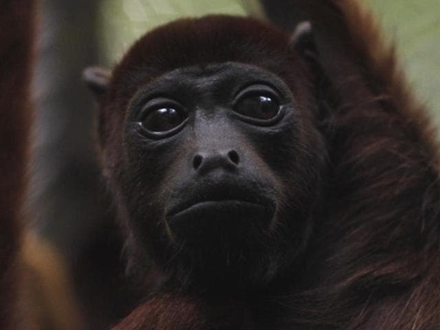 From zoo to the jungle: Colombia’s red howler monkeys go home ...
