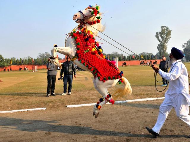 Punjab horse show concludes | Hindustan Times