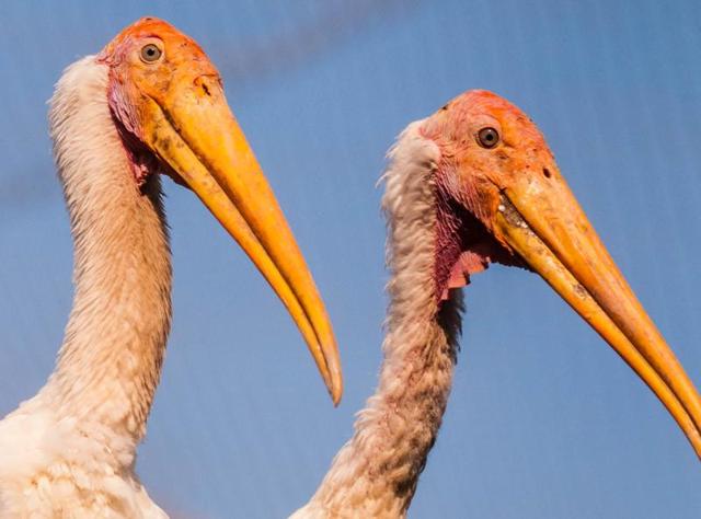 Flight of fancy: Migratory birds in Chandigarh | Hindustan Times