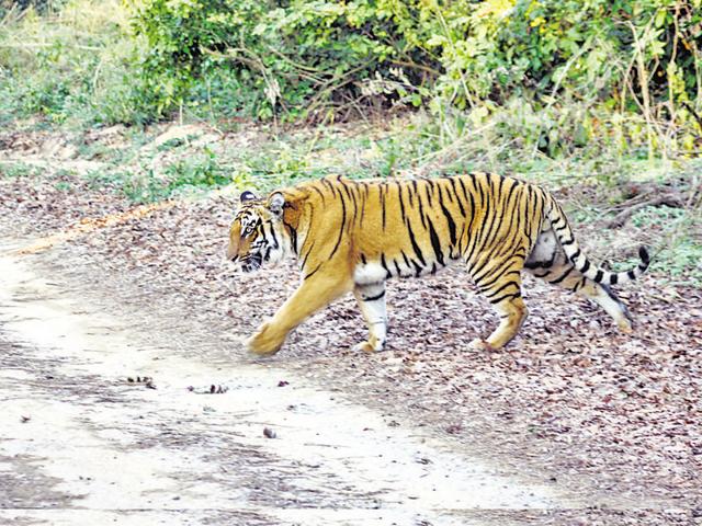 MP ranked 3rd in tiger deaths last year | Hindustan Times