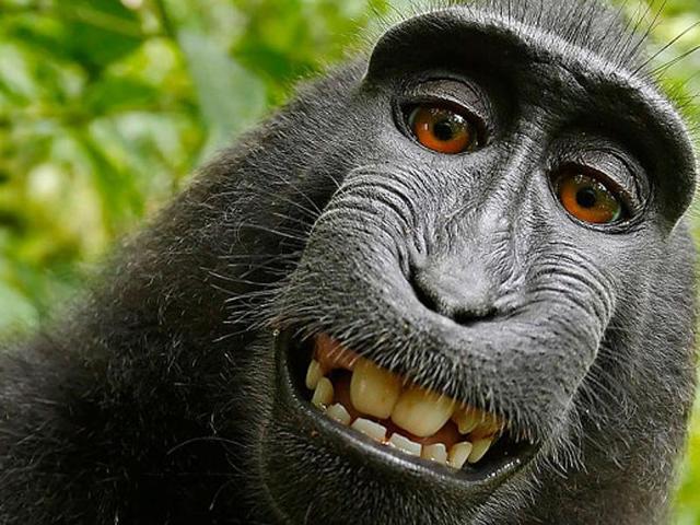 Right to selfie denied: Monkey does not own copyright, rules US judge ...