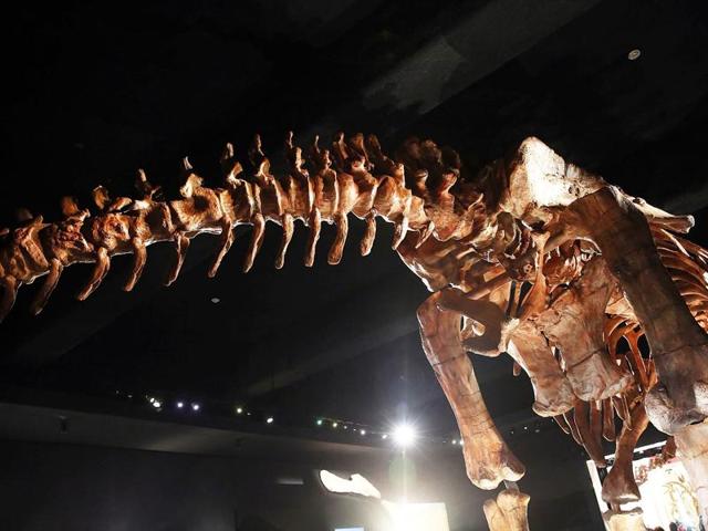 New York unveils skeleton cast of largest dinosaur-ever | Hindustan Times