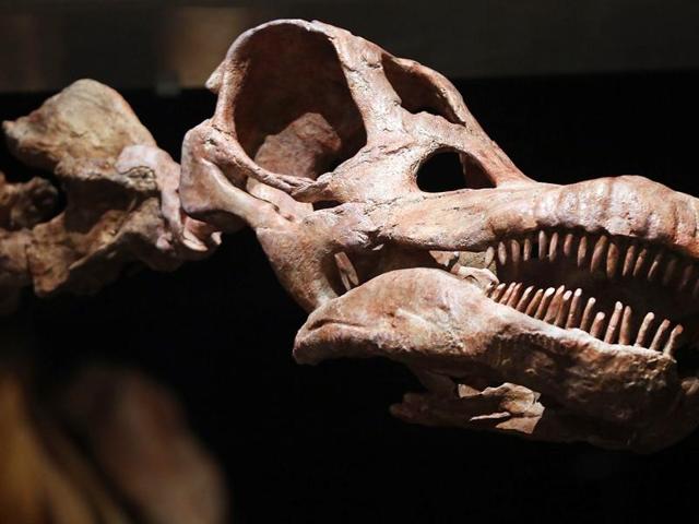 New York unveils skeleton cast of largest dinosaur-ever | Hindustan Times