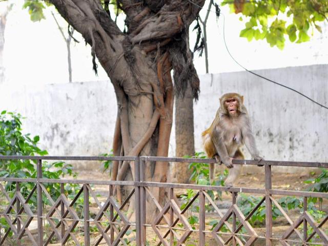 Kanpur guard faces arrest for shooting monkey | Hindustan Times