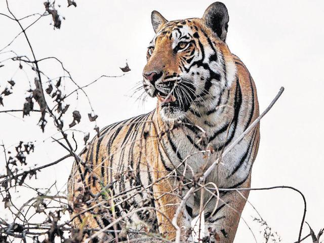 From 42 to 3, tiger haven in Maoist den fights for survival | Hindustan ...