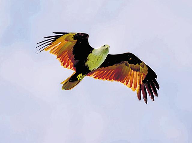 Birds’ behaviour a harbinger of spring, say experts - Hindustan Times