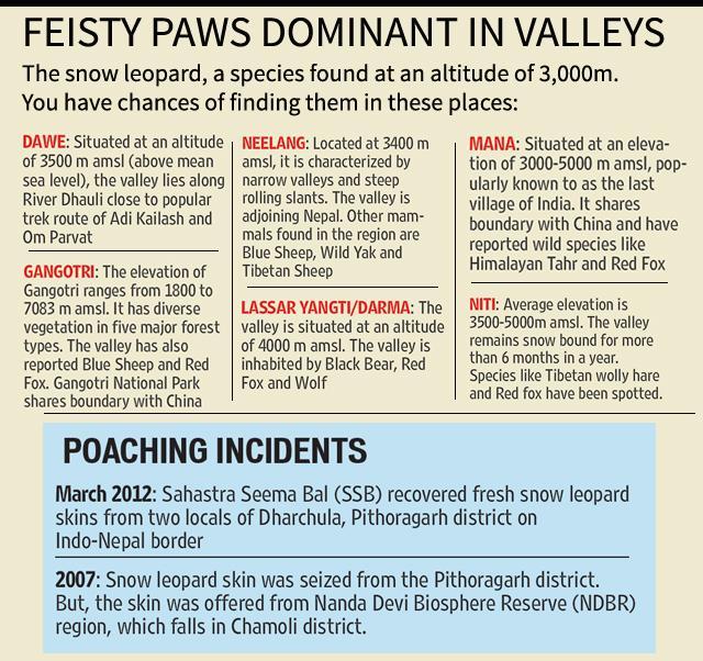 Snow leopards ‘spotted’ in six valleys of hilly Uttarakhand | India News