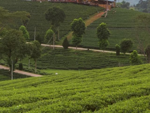 Organic farming and a wonderful sketch of country life | Hindustan Times