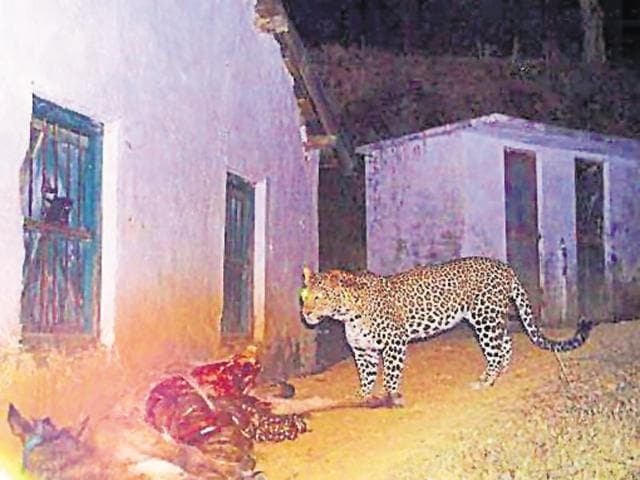 leopard attacking human