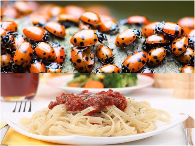 Insect pasta, anyone? It’s apparently healthy (and French and nutty ...