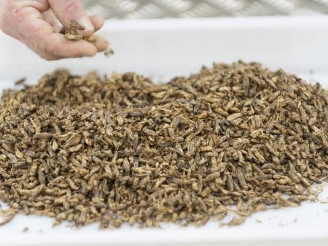 Insect pasta, anyone? It’s apparently healthy (and French and nutty ...