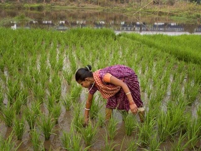 India, Cambridge sign MoU on crop science | India News