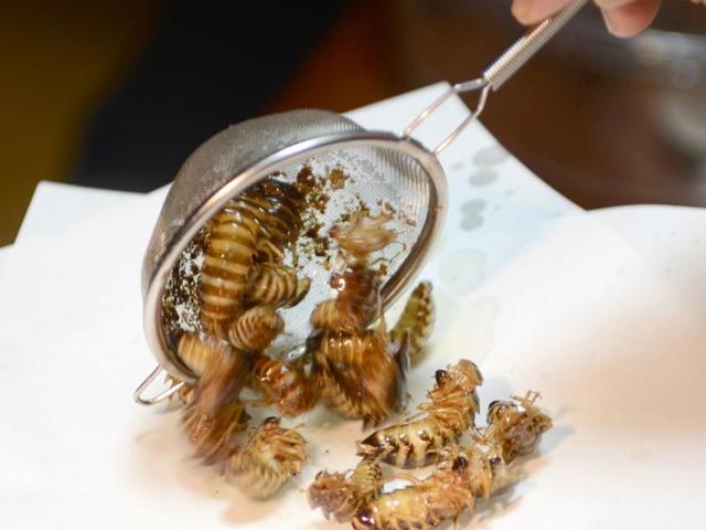 Snacking on bugs: Students at Yokohama, Japan, show how | Hindustan Times