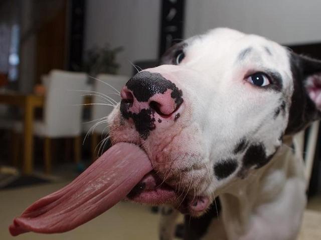 This dog has an expression for (literally) everything | Hindustan Times