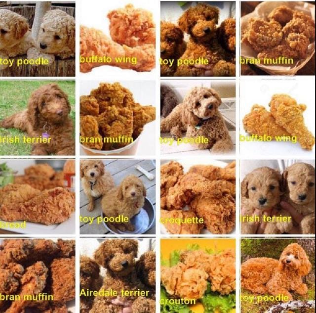 These crazy Twitter memes have thousands asking: Animal or food ...