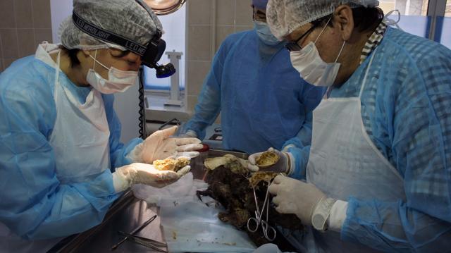Caveman’s best friends? Preserved Ice Age puppies awe scientists ...