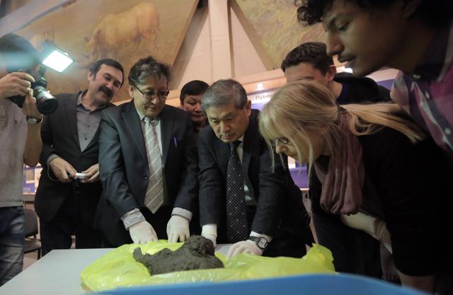 Caveman’s best friends? Preserved Ice Age puppies awe scientists ...