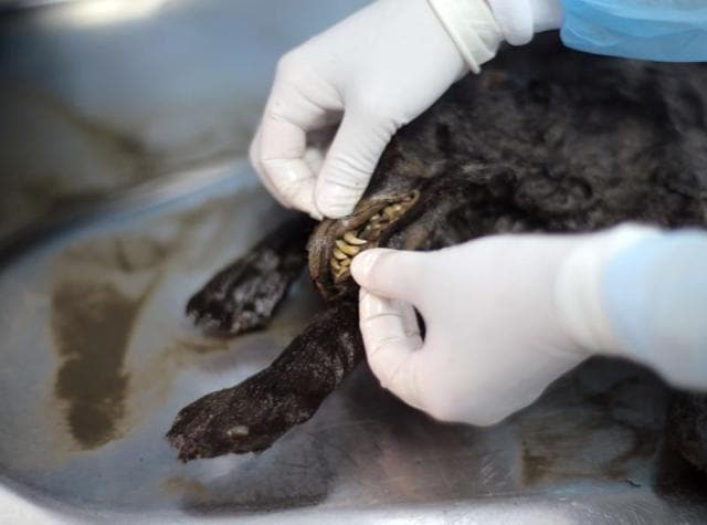 Caveman’s best friends? Preserved Ice Age puppies awe scientists ...