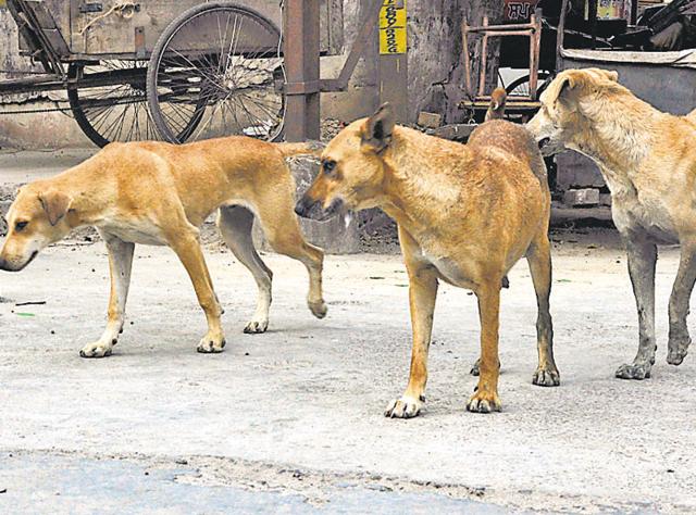 Shooting of stray dogs: Patiala MC to float tenders for canine ...