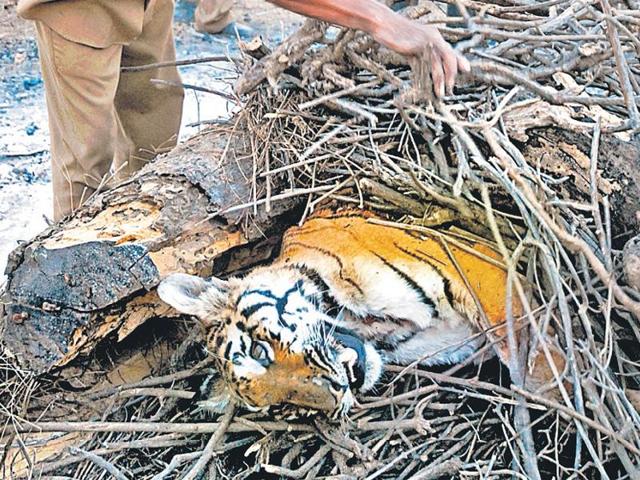 MP: Tigress, two cubs die in Pench reserve, poisoning suspected ...