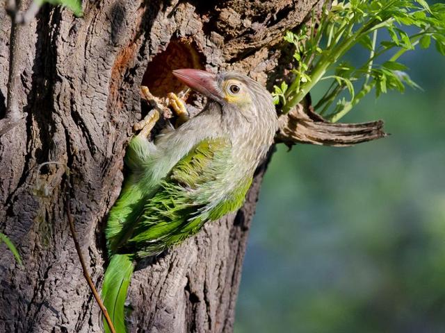 Birds of many feathers | Hindustan Times