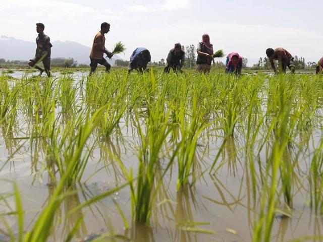 El Nino impact: Drought may hit exporters’ rice stocks, says analyst ...