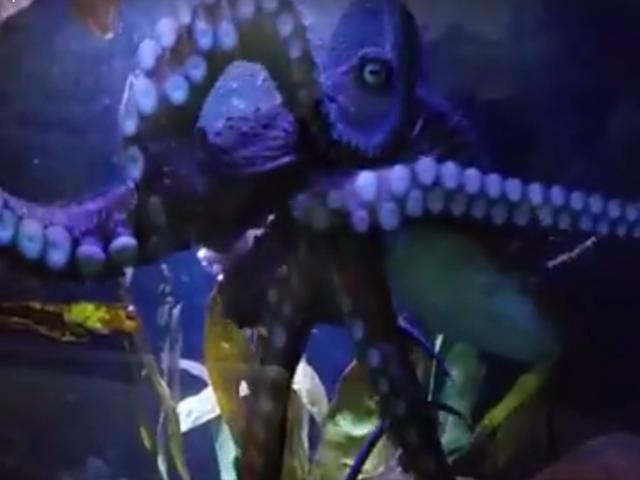 Octopus Inky makes ‘great escape’ from New Zealand aquarium | World ...