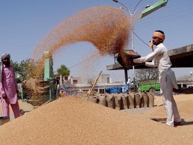 Favourable weather augurs well for wheat quality, say experts ...