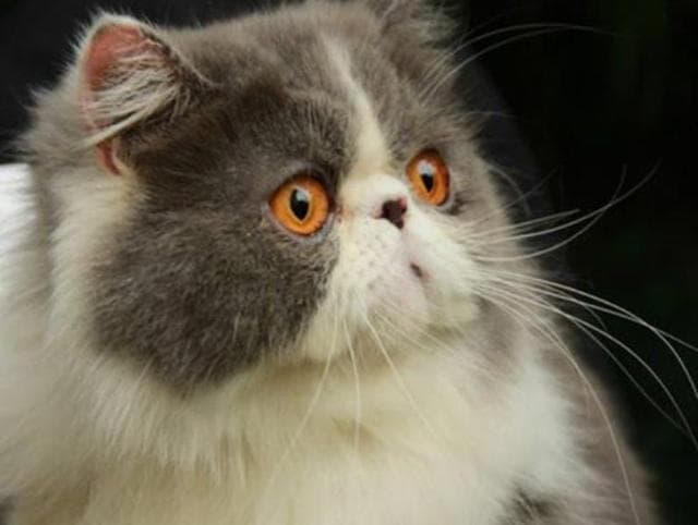 In Bengaluru show, cat lovers were in for a purr-fect treat | Latest ...