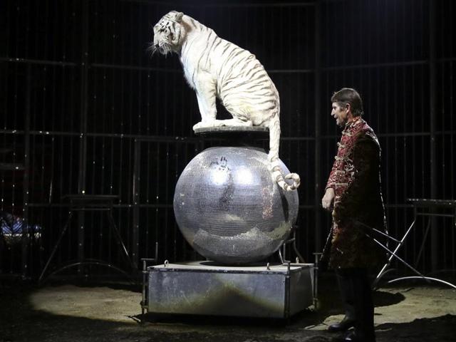Circus Bellucci, the other Italian wonder apart from Monica Bellucci ...