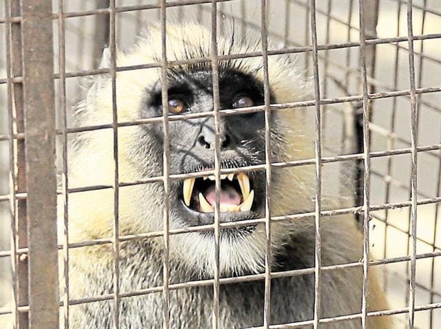 Rajasthan: Simians spare none, locals seethe with anger and pain ...