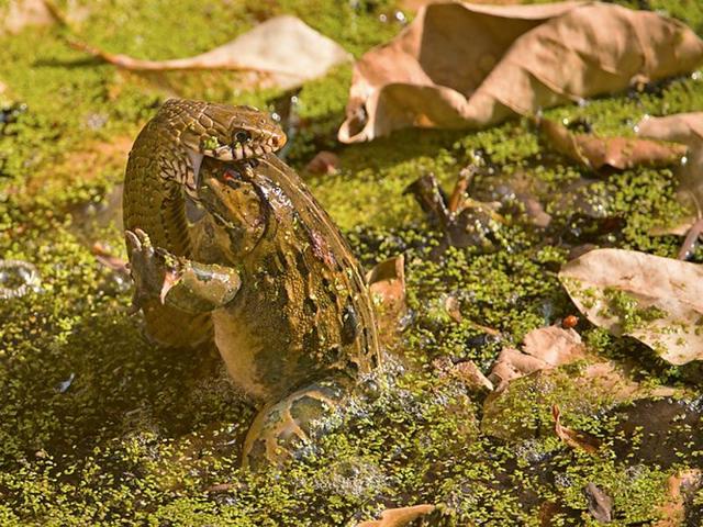 Wild Buzz: Bull of the Baoris, and how water looks to kids! | Hindustan ...