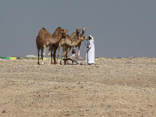 Deep in Qatari desert, a hospital dedicated to camels | Hindustan Times