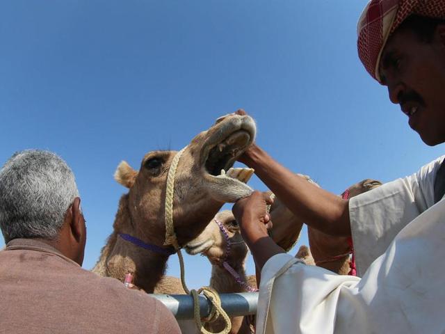 Deep in Qatari desert, a hospital dedicated to camels | Hindustan Times