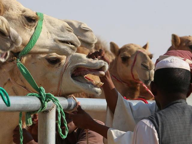 Deep in Qatari desert, a hospital dedicated to camels | Hindustan Times